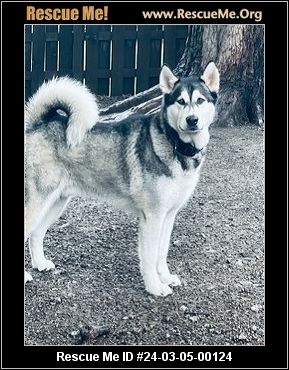 - New York Dog Rescue - ADOPTIONS - Rescue Me!