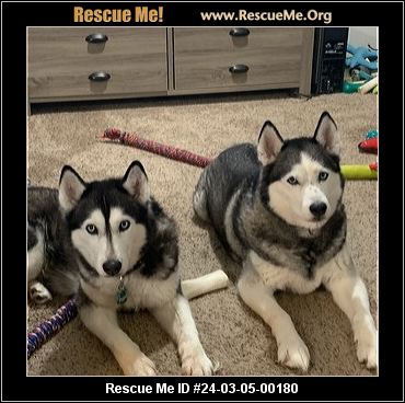 - Ohio Siberian Husky Rescue - ADOPTIONS - Rescue Me!