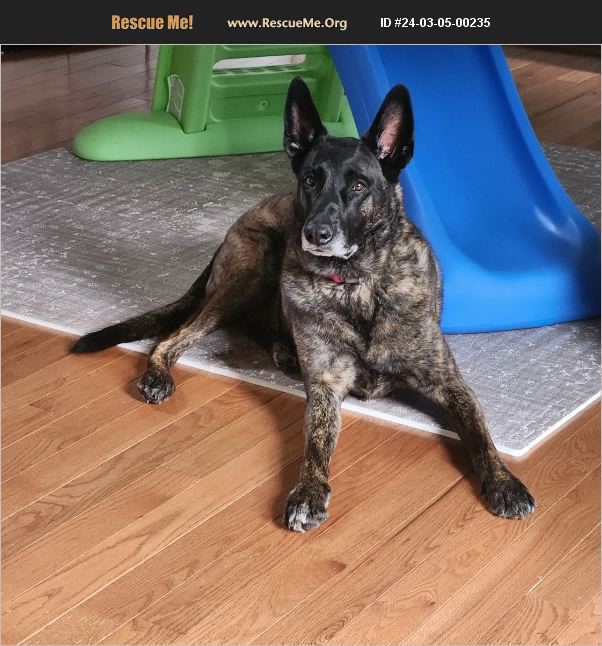 ADOPT 24030500235 ~ Dutch Shepherd Rescue ~ Chesterfield County, VA