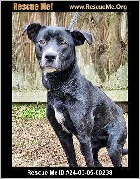 - Maryland Dog Rescue - ADOPTIONS - Rescue Me!