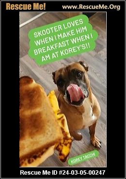 - Missouri Boxer Rescue - ADOPTIONS - Rescue Me!