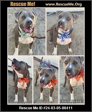 - California Pit Bull Rescue - ADOPTIONS - Rescue Me!