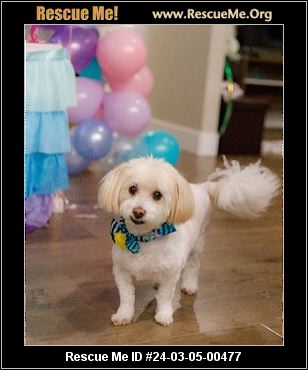 - Oregon Maltese Rescue - ADOPTIONS - Rescue Me!