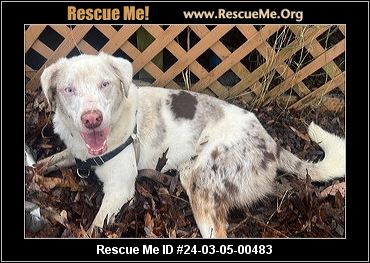 - Virginia Australian Shepherd Rescue - ADOPTIONS - Rescue Me!