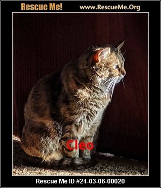 - California Cat Rescue - ADOPTIONS - Rescue Me!