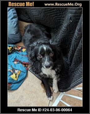 - Kentucky Dog Rescue - ADOPTIONS - Rescue Me!