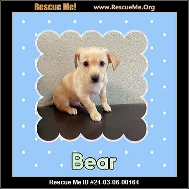 - Arizona Dog Rescue - ADOPTIONS - Rescue Me!