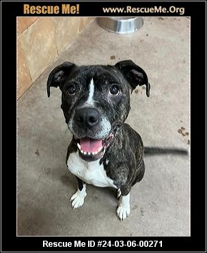 - Indiana Dog Rescue - ADOPTIONS - Rescue Me!