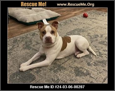 - Indiana Dog Rescue - ADOPTIONS - Rescue Me!