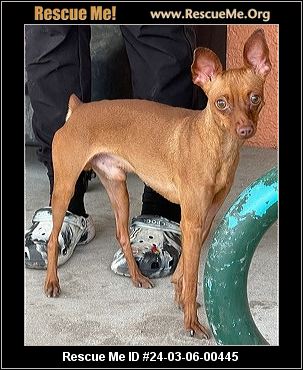 - Florida Miniature Pinscher Rescue - ADOPTIONS - Rescue Me!