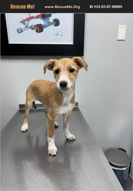 ADOPT 24030700005 ~ Airedale Rescue ~ Newport Beach, CA