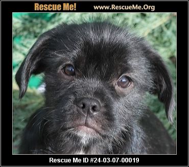 - Idaho Dog Rescue - ADOPTIONS - Rescue Me!