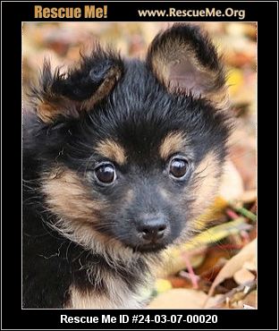 - Idaho Dog Rescue - ADOPTIONS - Rescue Me!