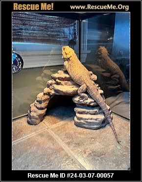 - Massachusetts Reptile/Amphibian Rescue - ADOPTIONS - Rescue Me!