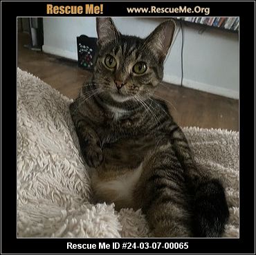 - Ohio Cat Rescue - ADOPTIONS - Rescue Me!