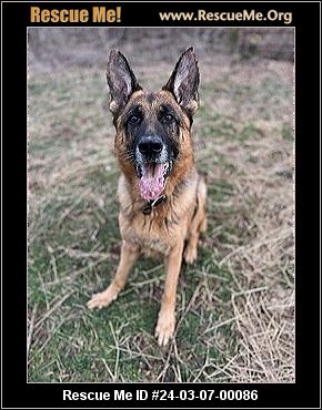- Virginia German Shepherd Rescue - ADOPTIONS - Rescue Me!