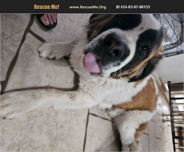 ADOPT 24030700133 ~ Saint Bernard Rescue ~ Odessa, TX