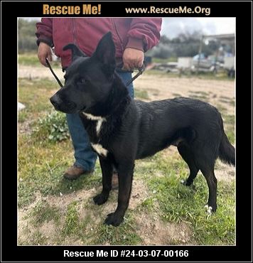 - Washington Dog Rescue - ADOPTIONS - Rescue Me!