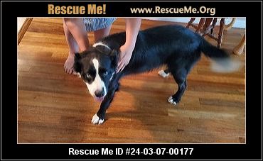 - Florida Border Collie Rescue - ADOPTIONS - Rescue Me!