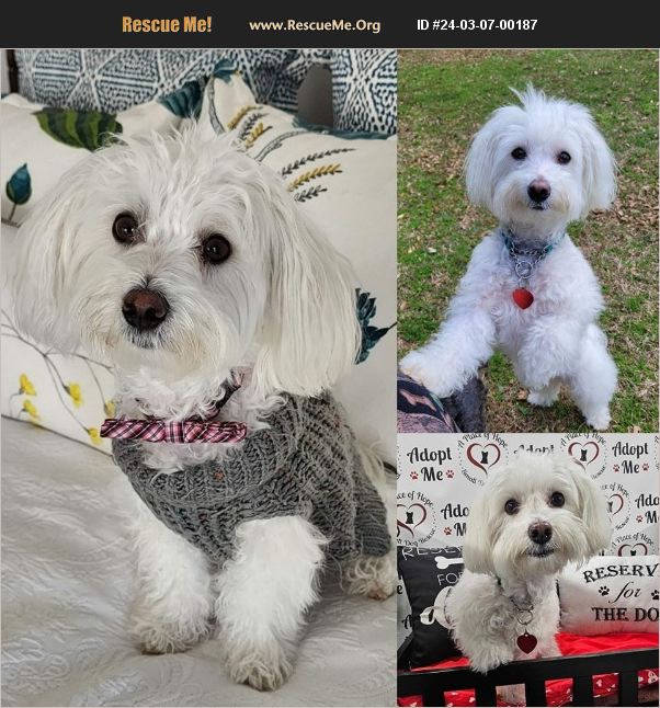 ADOPT 24030700187 ~ Maltese Rescue ~ Pensacola, FL