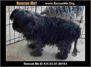 - Washington Maltese Rescue - ADOPTIONS - Rescue Me!