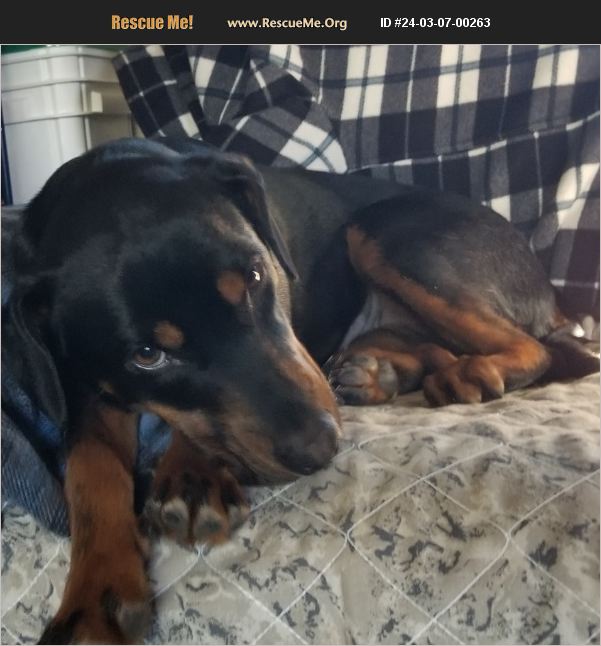 ADOPT 24030700263 ~ German Pinscher Rescue ~ Mohave Valley, AZ