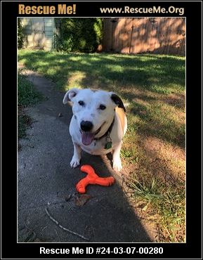 - Virginia Corgi Rescue - ADOPTIONS - Rescue Me!