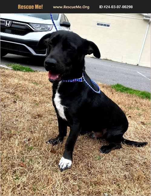 ADOPT 24030700298 ~ Lab Rescue ~ Salisbury, NC
