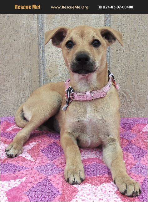 ADOPT 24030700400 ~ Italian Greyhound Rescue ~ Seattle, WA