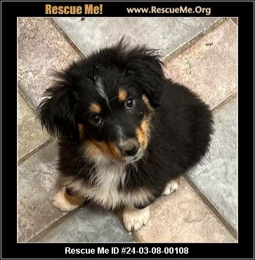 - Colorado Australian Shepherd Rescue - ADOPTIONS - Rescue Me!