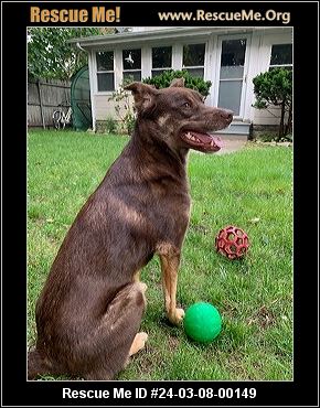 - Rhode Island Dog Rescue - ADOPTIONS - Rescue Me!