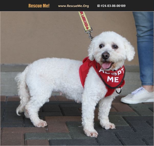 ADOPT 24030800189 ~ Bichon Frise Rescue ~ Mission Viejo, CA