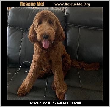 - Rhode Island Dog Rescue - ADOPTIONS - Rescue Me!