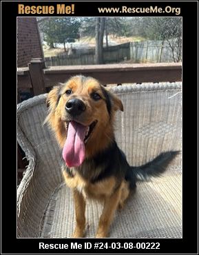 - South Carolina Dog Rescue - ADOPTIONS - Rescue Me!