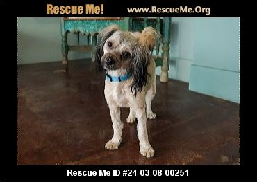 - Texas Cockapoo Rescue - ADOPTIONS - Rescue Me!