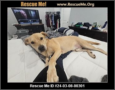 - Texas Lab Rescue - ADOPTIONS - Rescue Me!