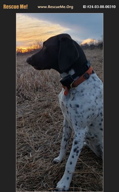 ADOPT 24030800310 ~ German Shorthaired Pointer Rescue ~ Blaine, MN