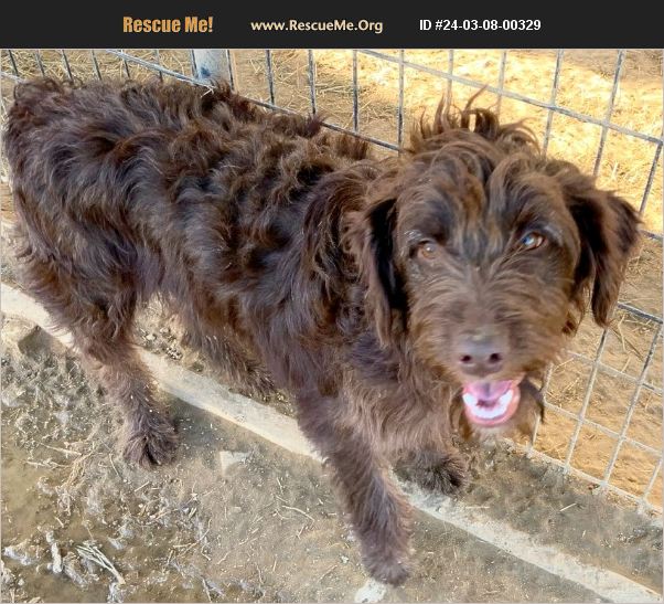 ADOPT 24030800329 ~ Poodle Rescue ~ Thompson Falls, MT