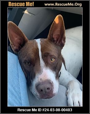 - Georgia Border Collie Rescue - ADOPTIONS - Rescue Me!