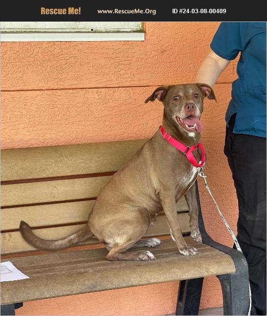 ADOPT 24030800409 ~ Pit Bull Rescue ~ Fort Myers Beach, FL