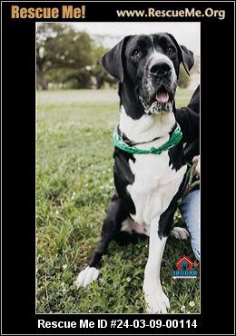 - Texas Saint Bernard Rescue - ADOPTIONS - Rescue Me!