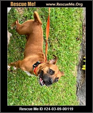 - Florida Boxer Rescue - ADOPTIONS - Rescue Me!