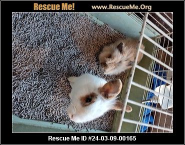 - Texas Rabbit Rescue - ADOPTIONS - Rescue Me!
