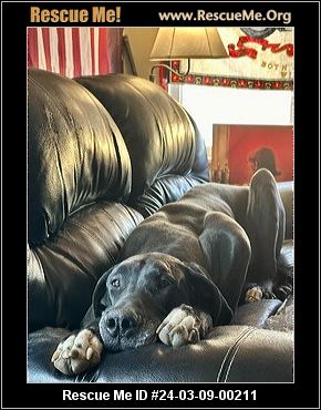 - Colorado Great Dane Rescue - ADOPTIONS - Rescue Me!