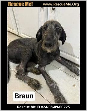 - Texas Mutt Rescue - ADOPTIONS - Rescue Me!