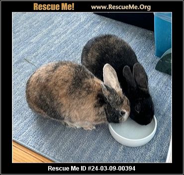 - California Rabbit Rescue - ADOPTIONS - Rescue Me!