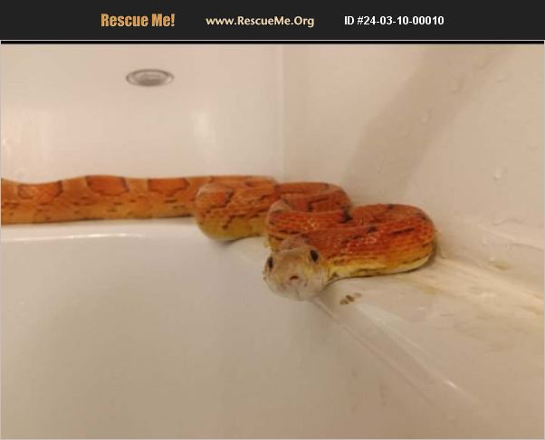 ADOPT 24031000010 ~ Reptile/Amphibian Rescue ~ Salem, OR