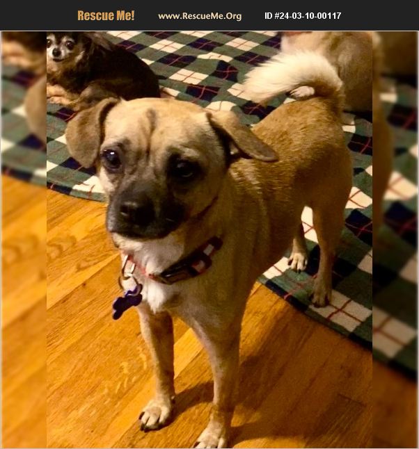 ADOPT 24031000117 ~ Chihuahua Rescue ~ Raleigh, NC