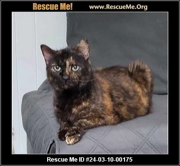 - Wisconsin Cat Rescue - ADOPTIONS - Rescue Me!