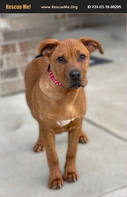 ADOPT 24031000205 ~ Rhodesian Ridgeback Rescue ~ Dalton, GA